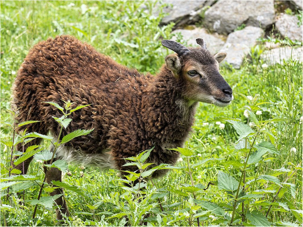 Auf der Soay-Schaf-Anlage... - Tierpark Petermoor